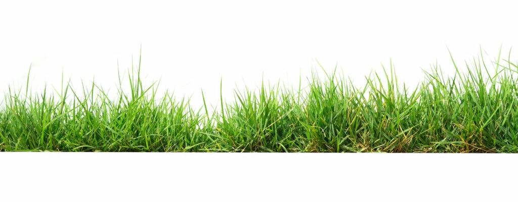 When Does Grass Stop Growing 1669