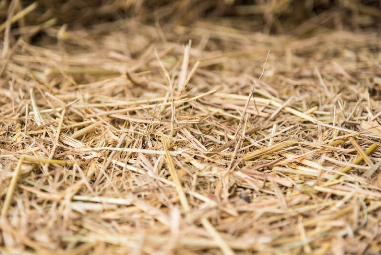 Should You Put Straw Over Grass Seed?